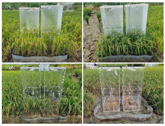 Nitrogen Fertilization Causes Changes in Agricultural Characteristics ...