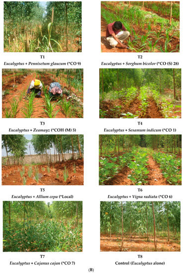 Influence of Eucalyptus Agroforestry on Crop Yields, Soil Properties ...
