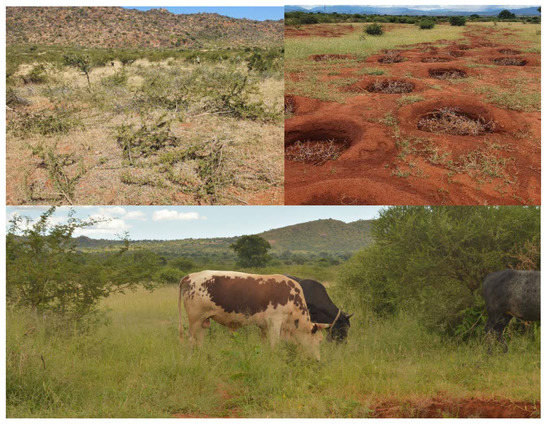 Social–Ecological System Understanding of Land Degradation in Response ...