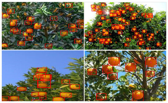 The Design and Evaluation of an Orange-Fruit Detection Model in a ...