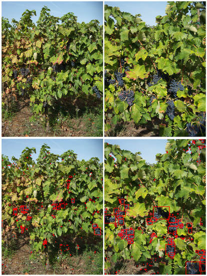 A Machine-Learning Approach for Automatic Grape-Bunch Detection Based on Opponent Colors