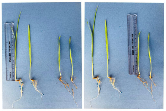 Monitoring Root and Shoot Characteristics for the Sustainable Growth of ...