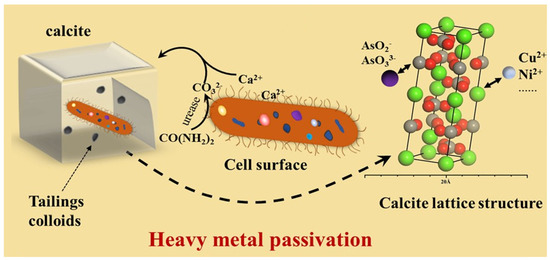 Prospect Research on the Diversity of Extracellular Mineralization ...