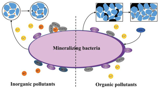 Prospect Research on the Diversity of Extracellular Mineralization ...