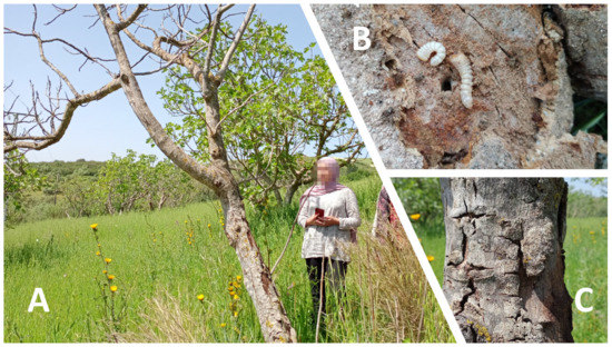 Combined Effects of Climate and Pests on Fig (Ficus carica L.) Yield in ...
