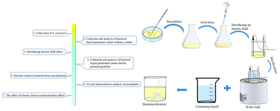 Using Electric Field to Improve the Effect of Microbial-Induced ...