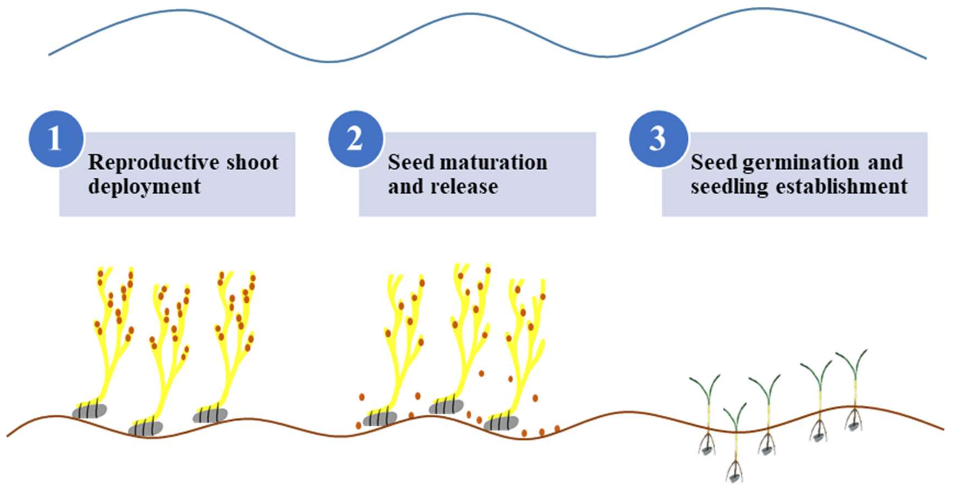 Seed Provision Efficacy of Detached Reproductive Shoots in Restoration ...