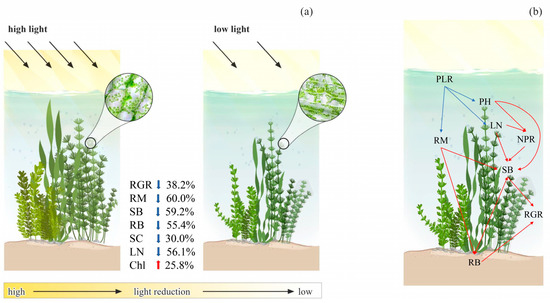 Response of Growth-Related Traits of Submerged Macrophytes to Light ...