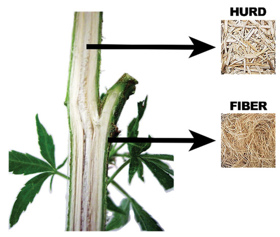 The Sustainability of Industrial Hemp: A Literature Review of Its ...