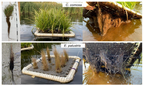 Nutrient Sequestration by Two Aquatic Macrophytes on Artificial ...