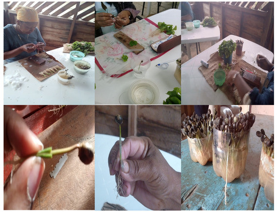 Rhizobium Grants the Reduction of Phosphate Fertilization during the ...