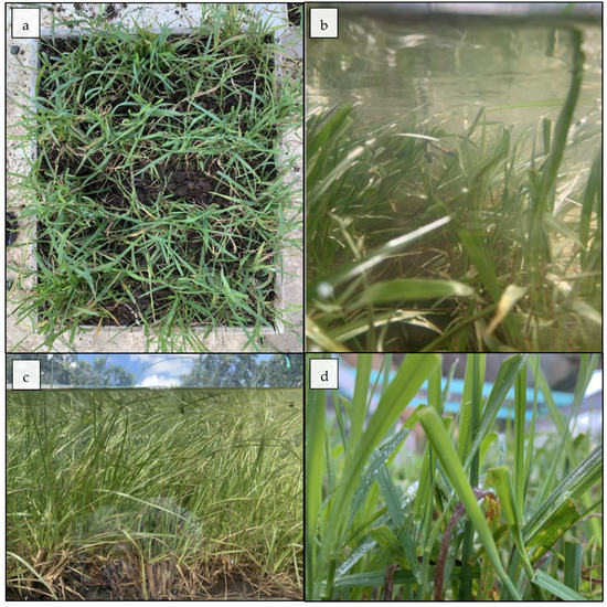 Vegetative Flow Resistance for Erosion Control Using Grass Species from ...
