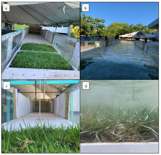Vegetative Flow Resistance for Erosion Control Using Grass Species from ...