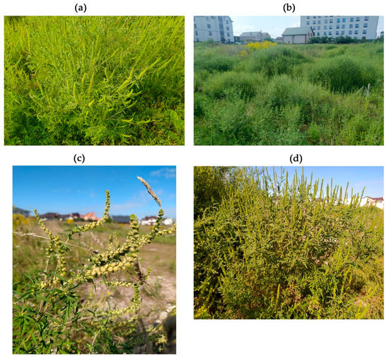 A Noxious Weed Ambrosia artemisiifolia L. (Ragweed) as Sustainable ...