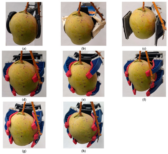 Evaluation of End Effectors for Robotic Harvesting of Mango Fruit