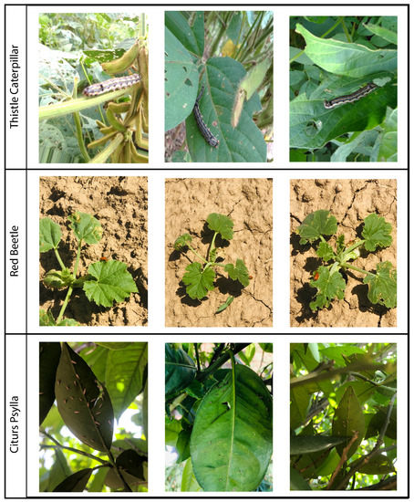 Small Pests Detection in Field Crops Using Deep Learning Object Detection
