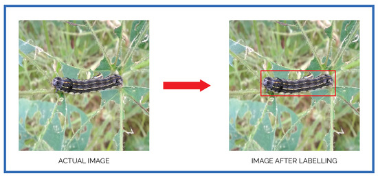 Small Pests Detection in Field Crops Using Deep Learning Object Detection