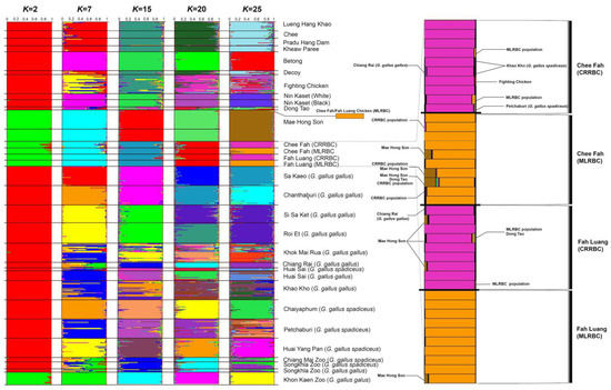 Thai Local Chicken Breeds, Chee Fah and Fah Luang, Originated from ...