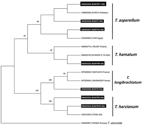 Biological Activity of Four Trichoderma Species Confers Protection against Rhizoctonia solani ...