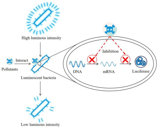 Application of Luminescent Bacteria Bioassay in the Detection of ...