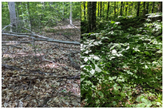 A Review of Propagation and Restoration Techniques for American Beech ...
