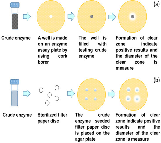 Bio-Enzyme Hybrid with Nanomaterials: A Potential Cargo as Sustainable ...