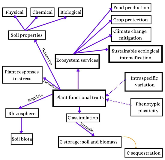 Interplay between Plant Functional Traits and Soil Carbon Sequestration ...