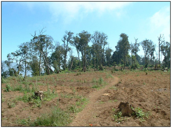 From Laborers to Coffee Farmers: Collaborative Forest Management in ...