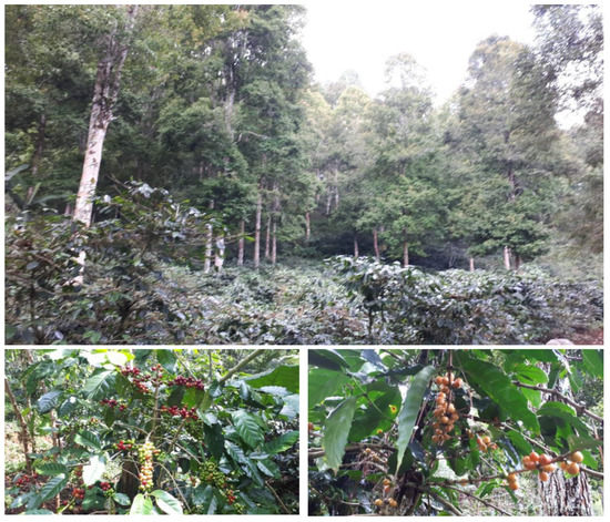 From Laborers to Coffee Farmers: Collaborative Forest Management in ...