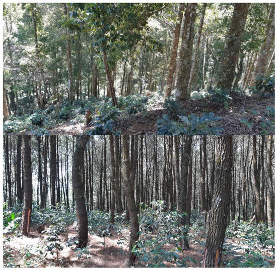 From Laborers to Coffee Farmers: Collaborative Forest Management in ...