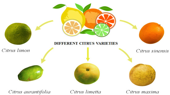 Sustainable Approaches for Biodiversity and Bioprospecting of Citrus