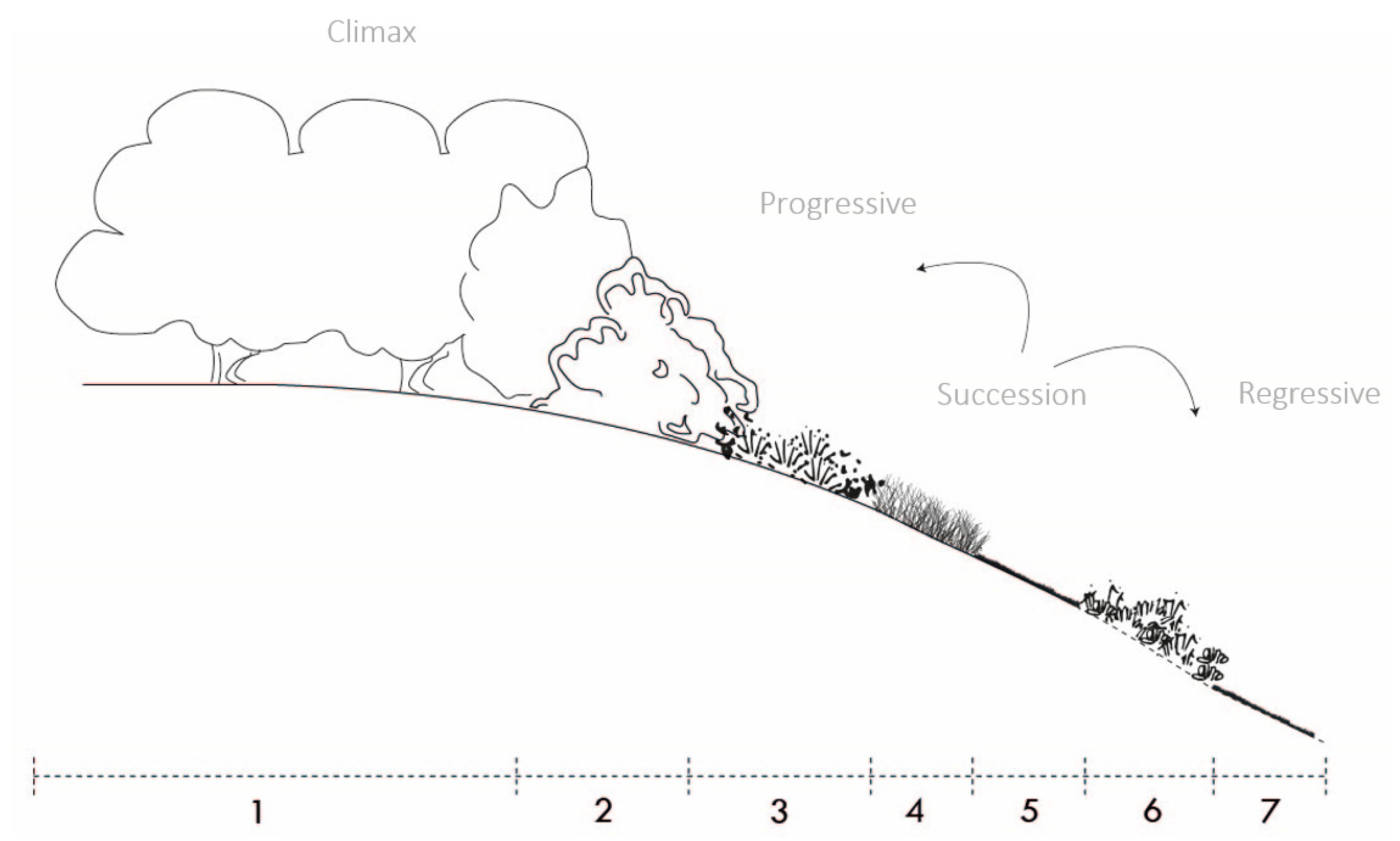 Vegetation Definition