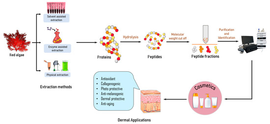 Development of Bioactive Peptides Derived from Red Algae for Dermal ...