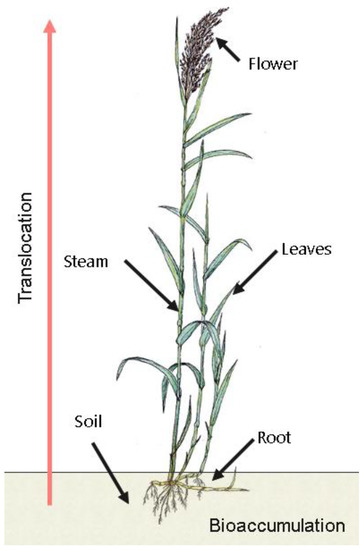 Phragmites Australis Roots
