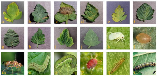 A CNNA-Based Lightweight Multi-Scale Tomato Pest and Disease ...