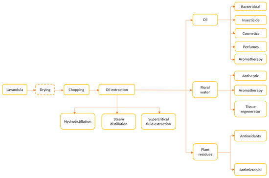 Considerations on the Use of Active Compounds Obtained from Lavender