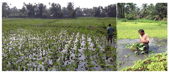 Sustainable Water Harvesting for Improving Food Security and ...