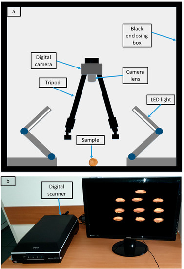 Apricot Stone Classification Using Image Analysis and Machine Learning