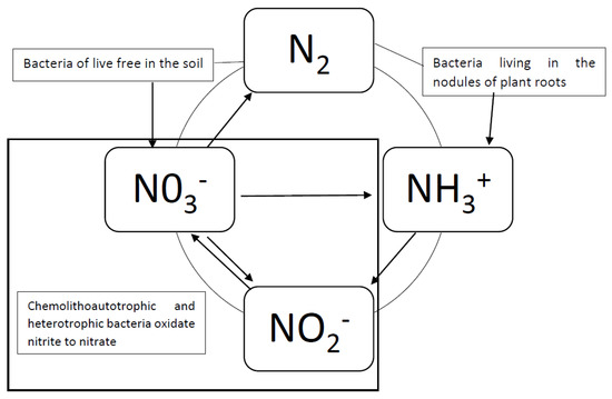 Nitrite-Oxidizing Bacterial Strains Isolated from Soils of Andean ...