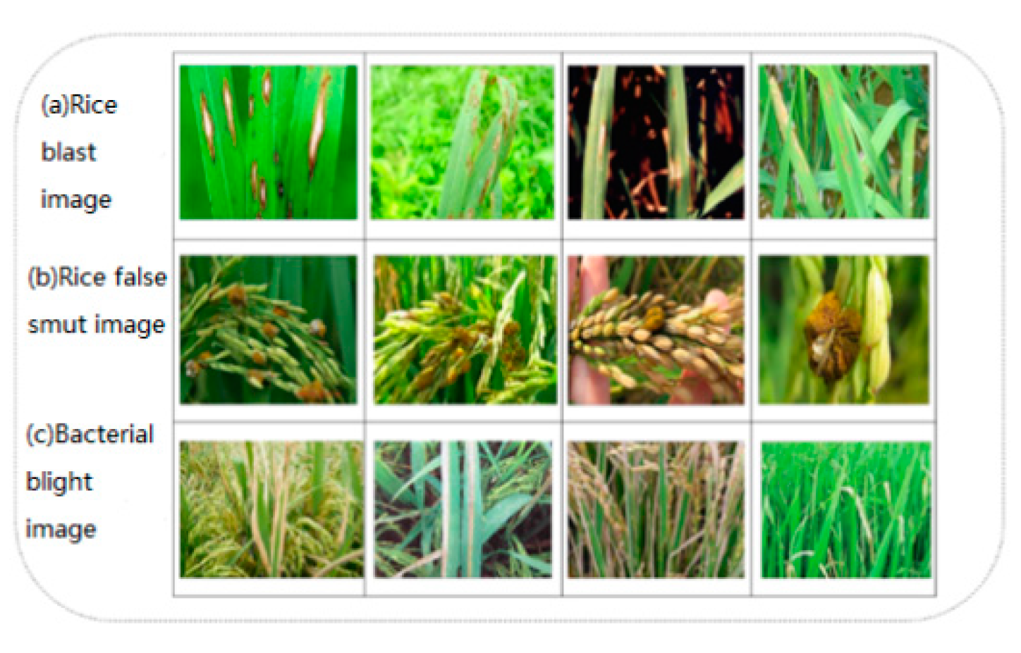 Sustainability | Free Full-Text | Analysis and Research on Rice Disease ...