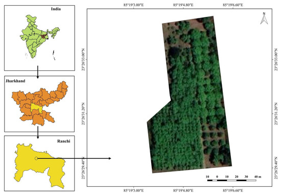 Impact of Amide Fertilizer on Carbon Sequestration under the ...