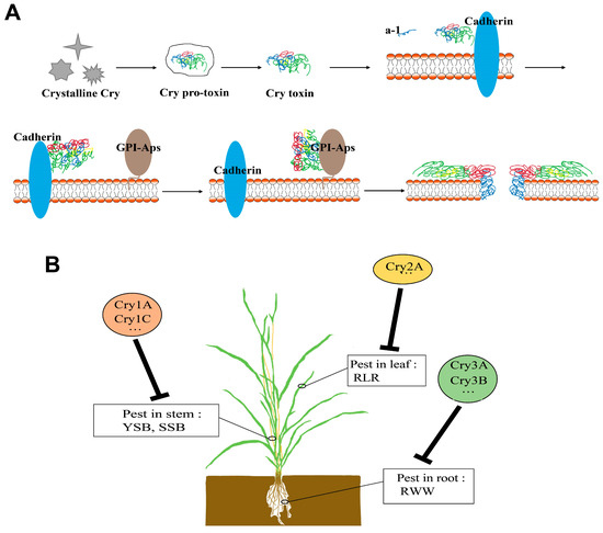 Application and Development of Bt Insect Resistance Genes in Rice Breeding