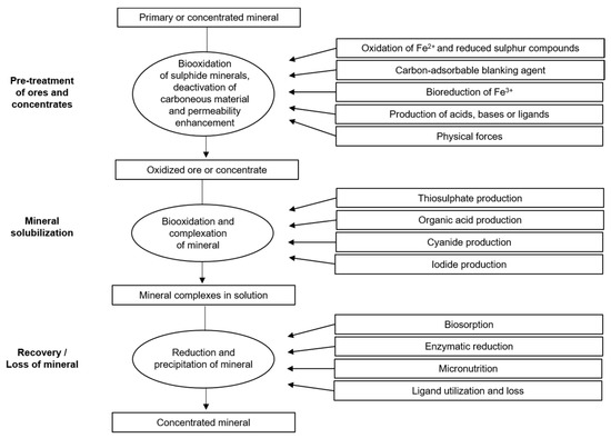 Sustainability | Free Full-Text | Bioleaching Techniques for ...