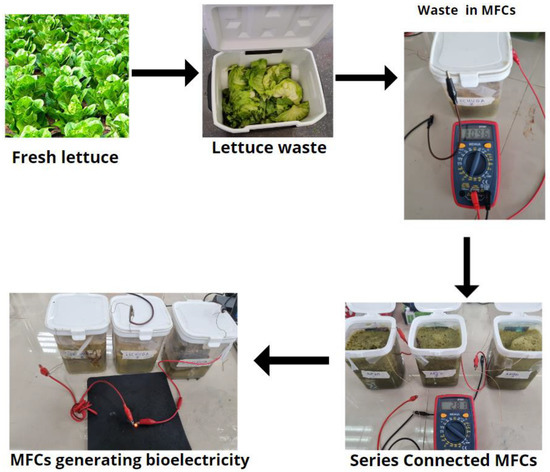 Preliminary Study of Bioelectricity Generation Using Lettuce Waste as ...