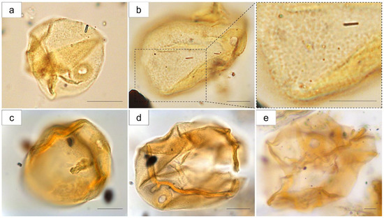 Pollen and Molecular Biomarkers from Sedimentary Archives in the ...
