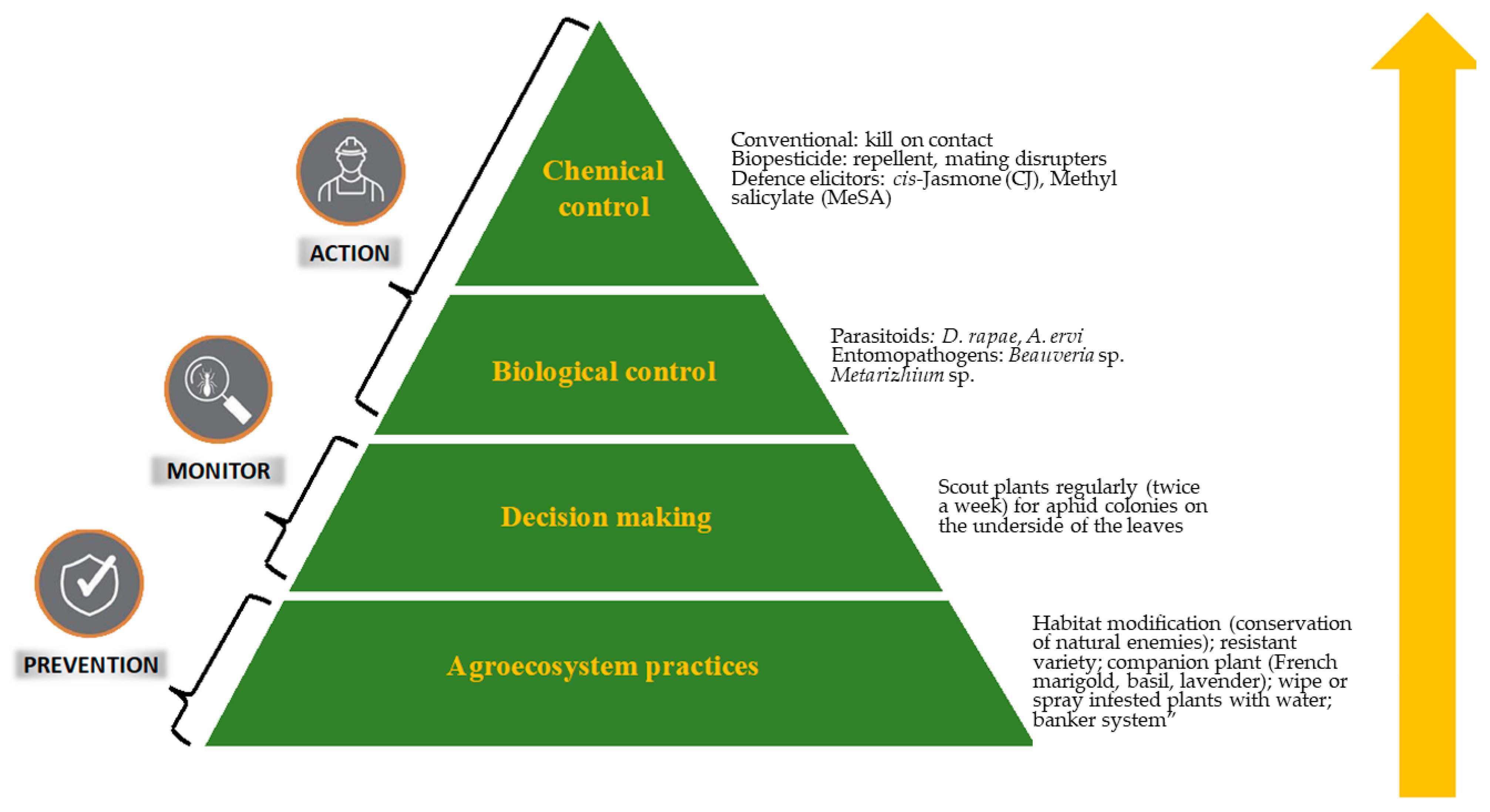 Peach–Potato Aphid Myzus persicae: Current Management Strategies ...