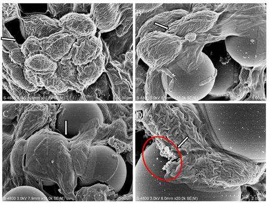 Effects of Polystyrene Microparticles on Growth and Physiological Metabolism of Microalgae ...