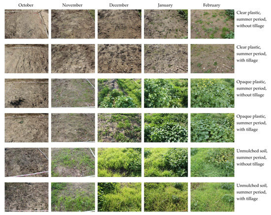 Soil Solarization as an Alternative Weed Control Method for ...