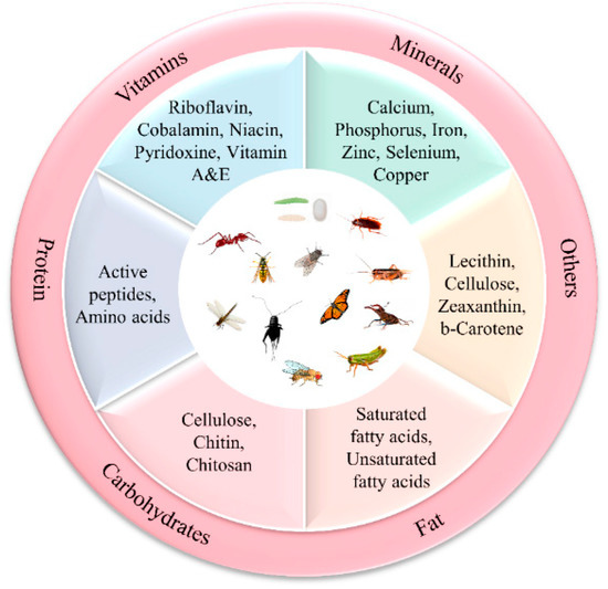 Insect Production for Animal Feed: A Multiple Case Study in Brazil