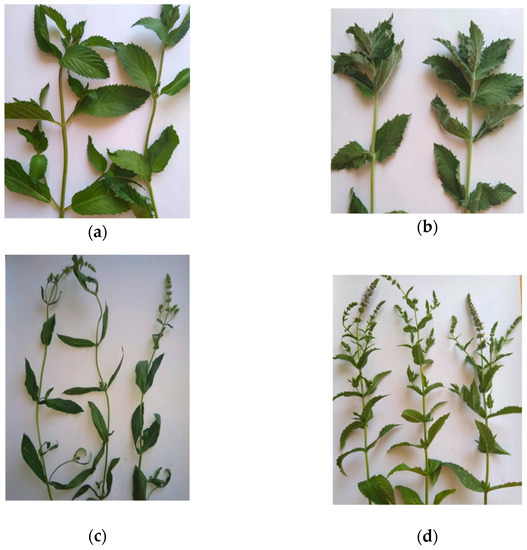 Mint Plants (Mentha) as a Promising Source of Biologically Active ...
